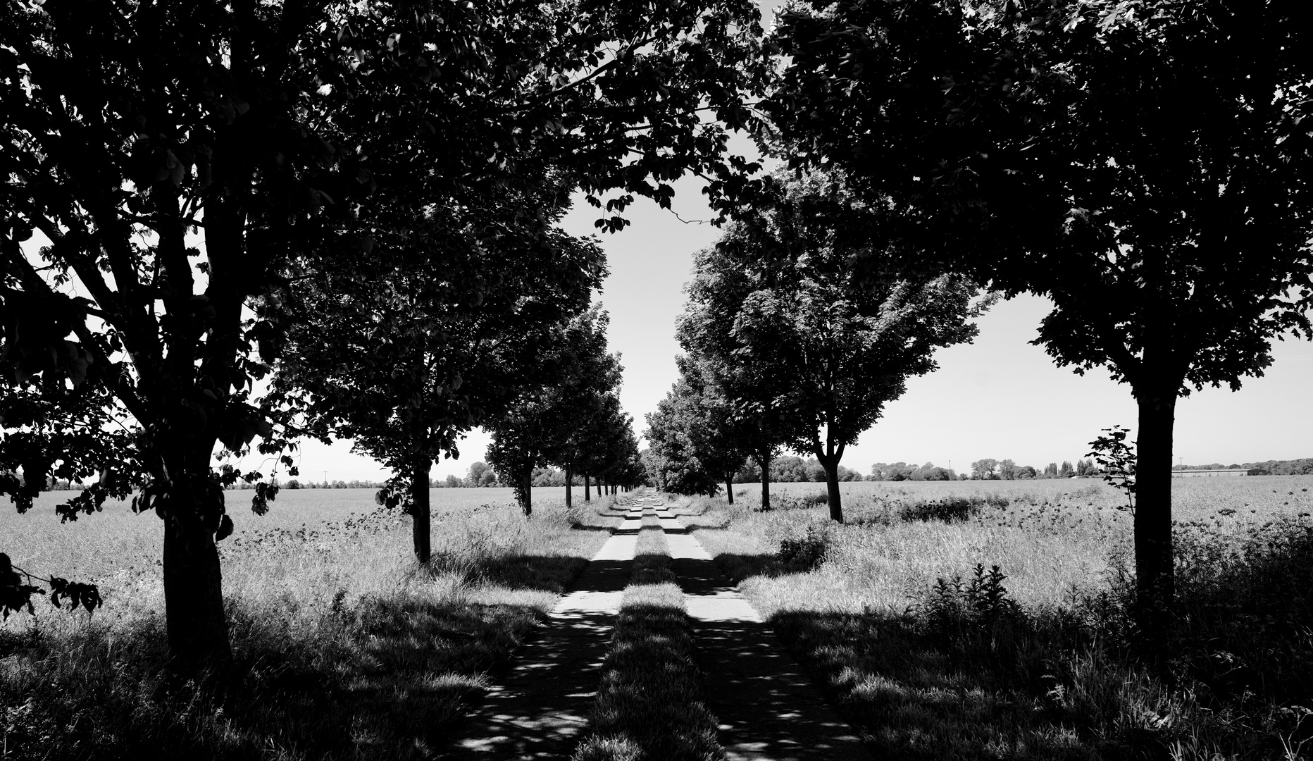 Endlos Foto & Bild | urlaub, ostsee, felder Bilder auf fotocommunity