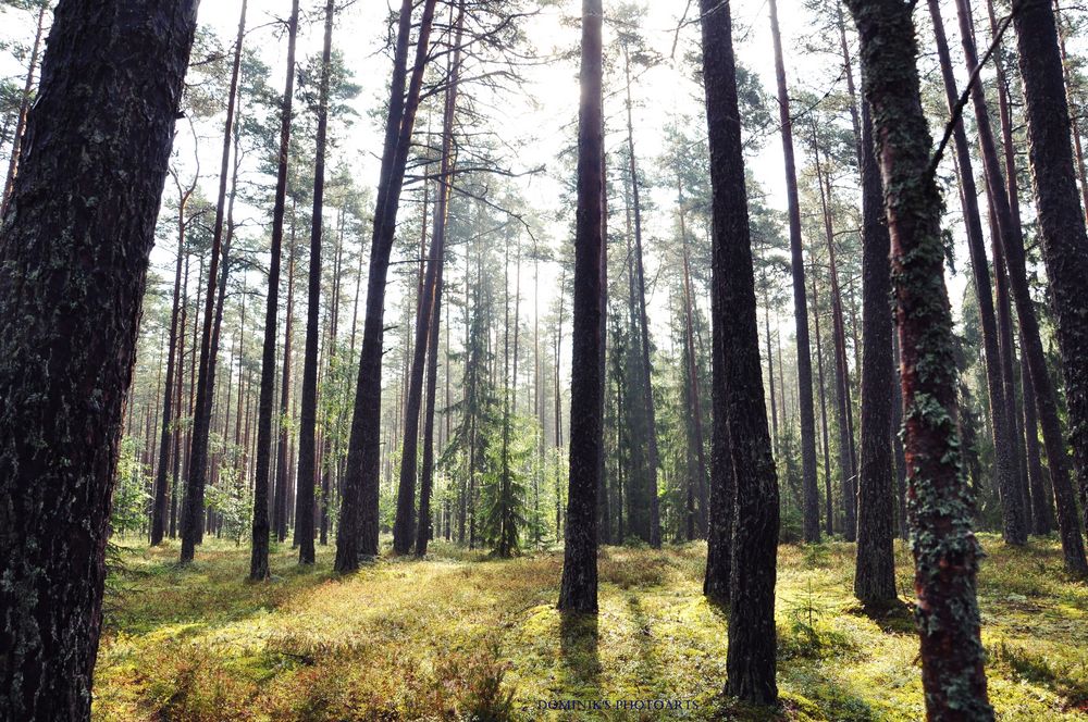 Endlos Foto & Bild | landschaft, wald, licht Bilder auf fotocommunity