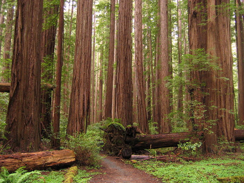 Endor Foto & Bild | north america, united states, california Bilder auf ...