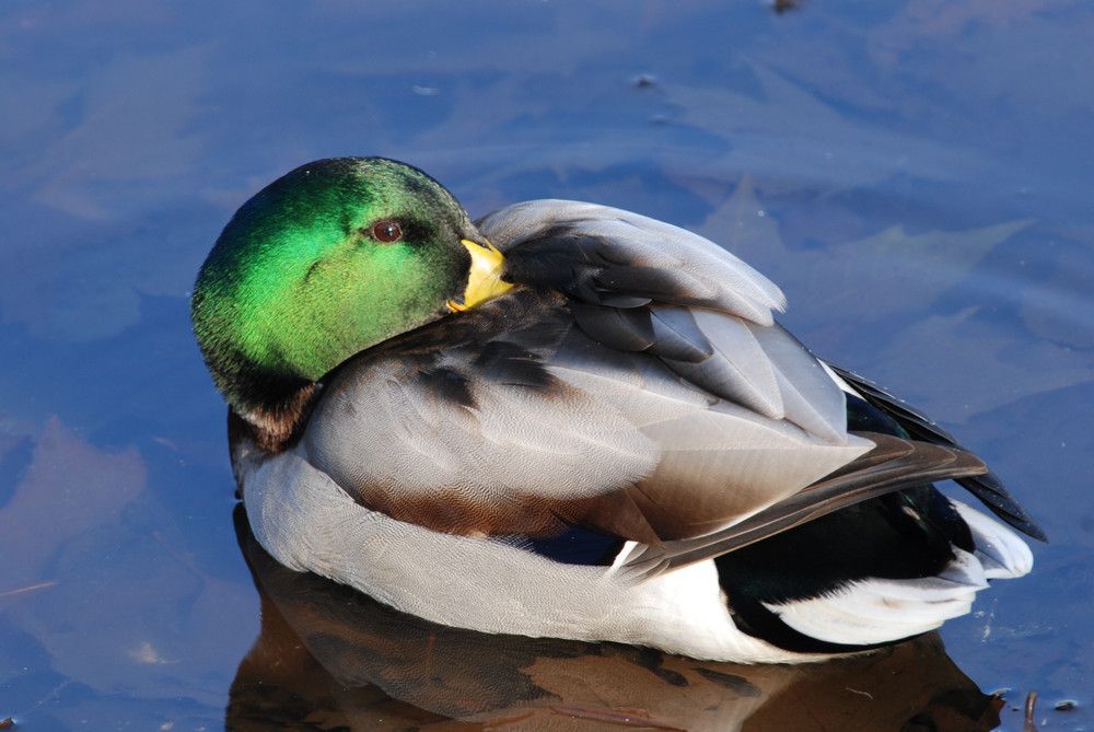 Endormi.. photo et image | animaux, animaux sauvages, oiseaux Images ...