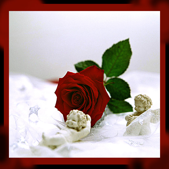 Engel und Rose Foto & Bild | stillleben, stillifes, motive Bilder auf ...