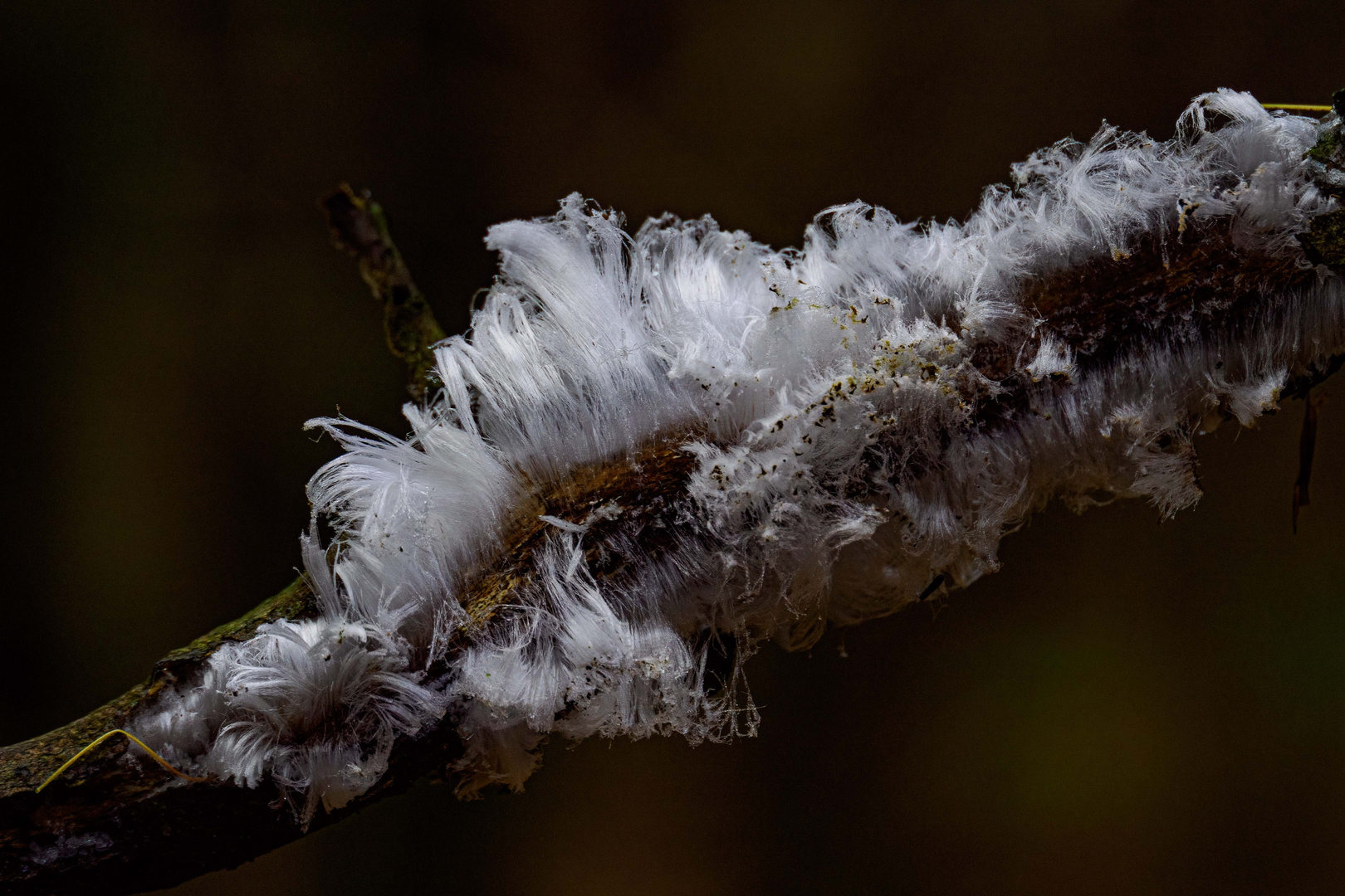 Engelshaar Foto & Bild | landschaft, natur-makros, naturereignisse ...