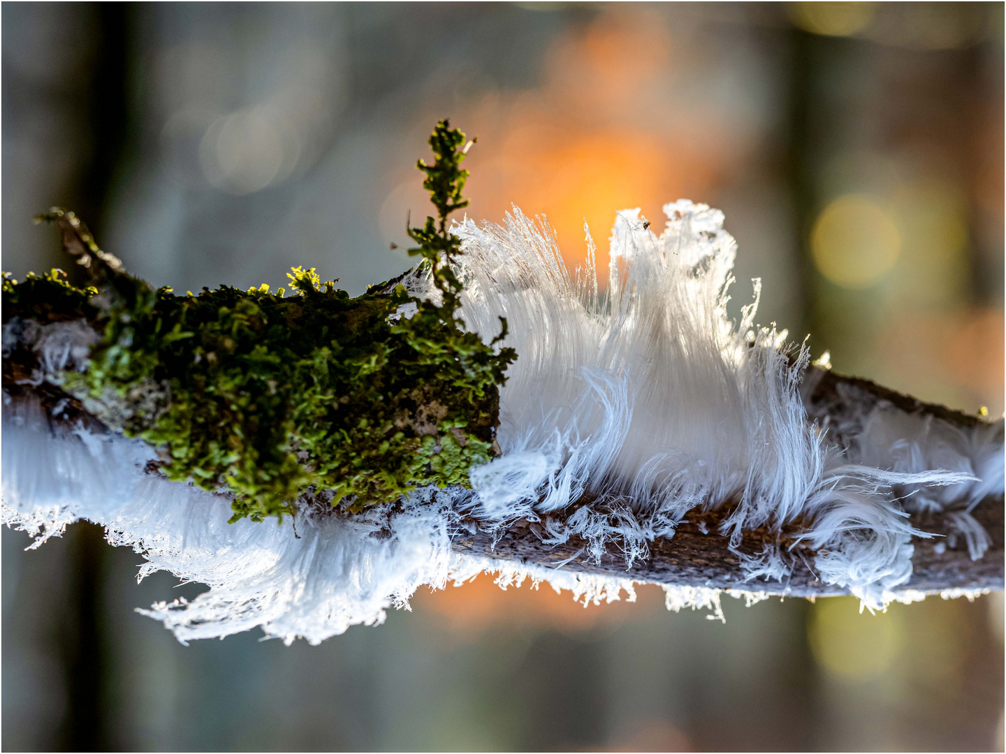 Engelshaar Foto & Bild | landschaft, natur-makros, jahreszeiten Bilder ...