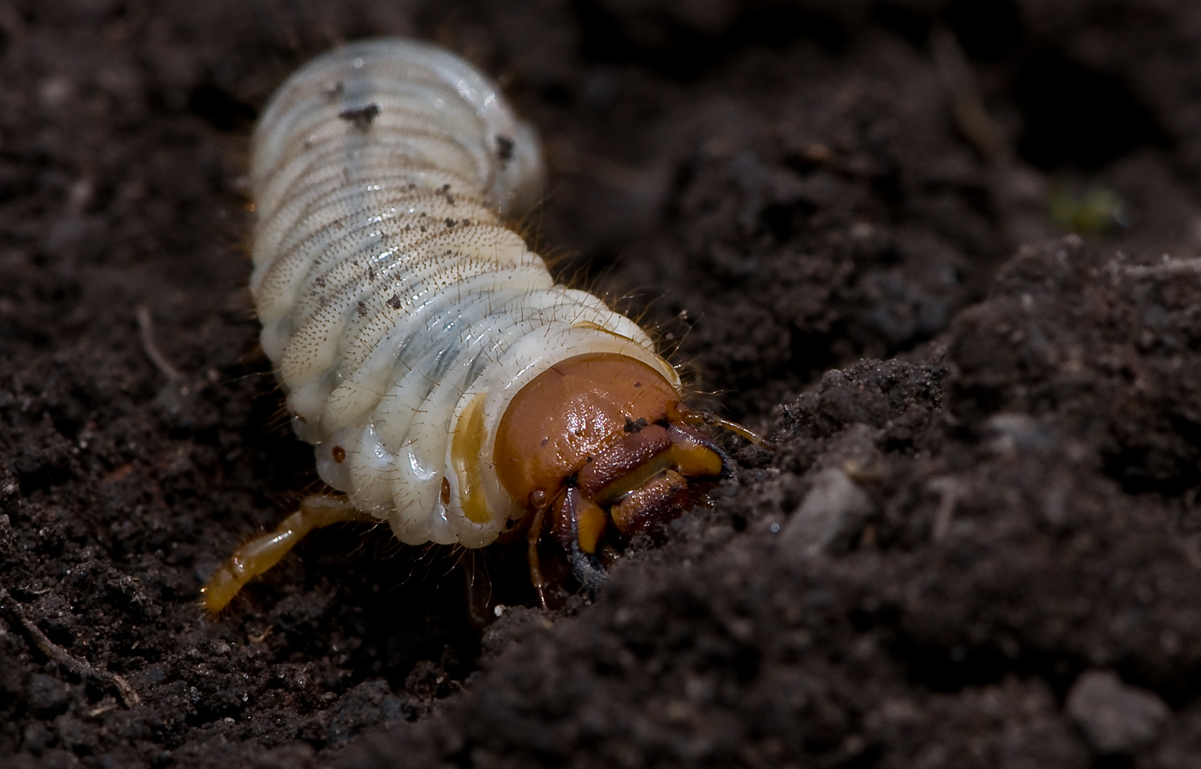 Engerling Foto & Bild | tiere, wildlife, insekten Bilder auf fotocommunity