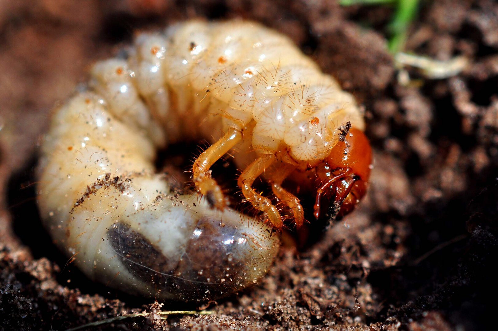 .Engerling. Foto & Bild | tiere, wildlife, insekten Bilder auf ...