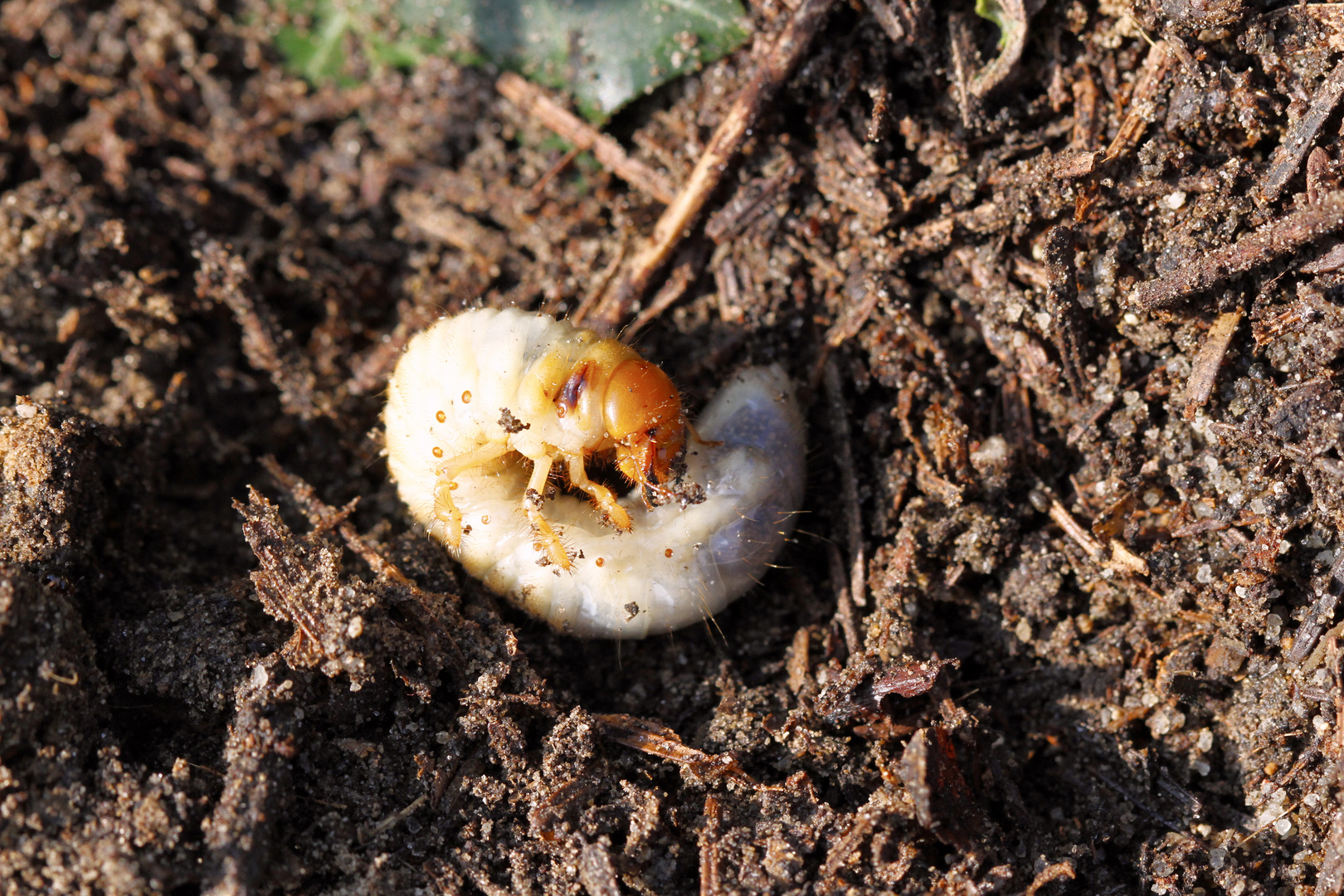 Engerling Foto & Bild | natur, insekten, wildlife Bilder auf fotocommunity