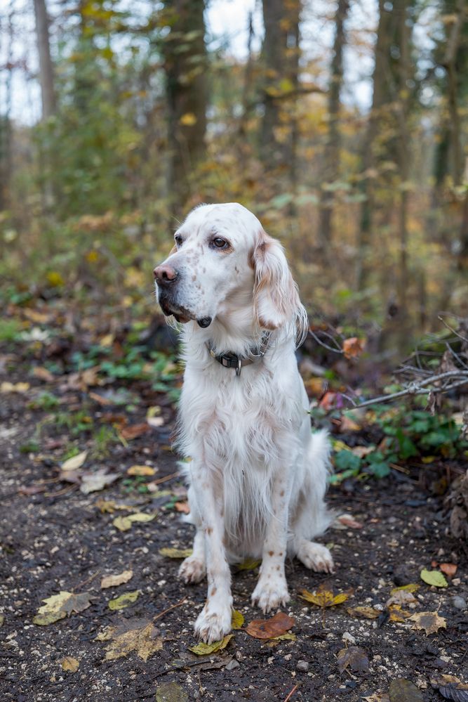 Englisch Setter Foto & Bild | wald, hunde, natur Bilder auf fotocommunity
