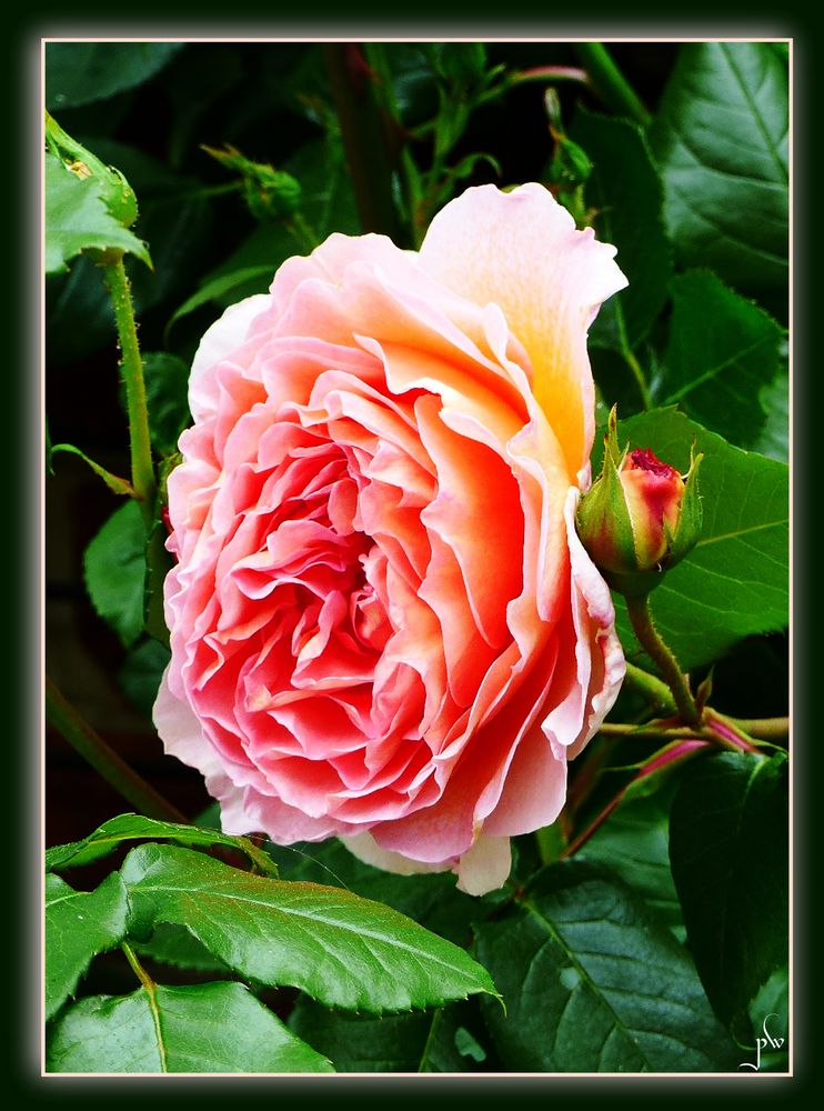 Englische Rose Foto & Bild | pflanzen, pilze & flechten, blüten ...