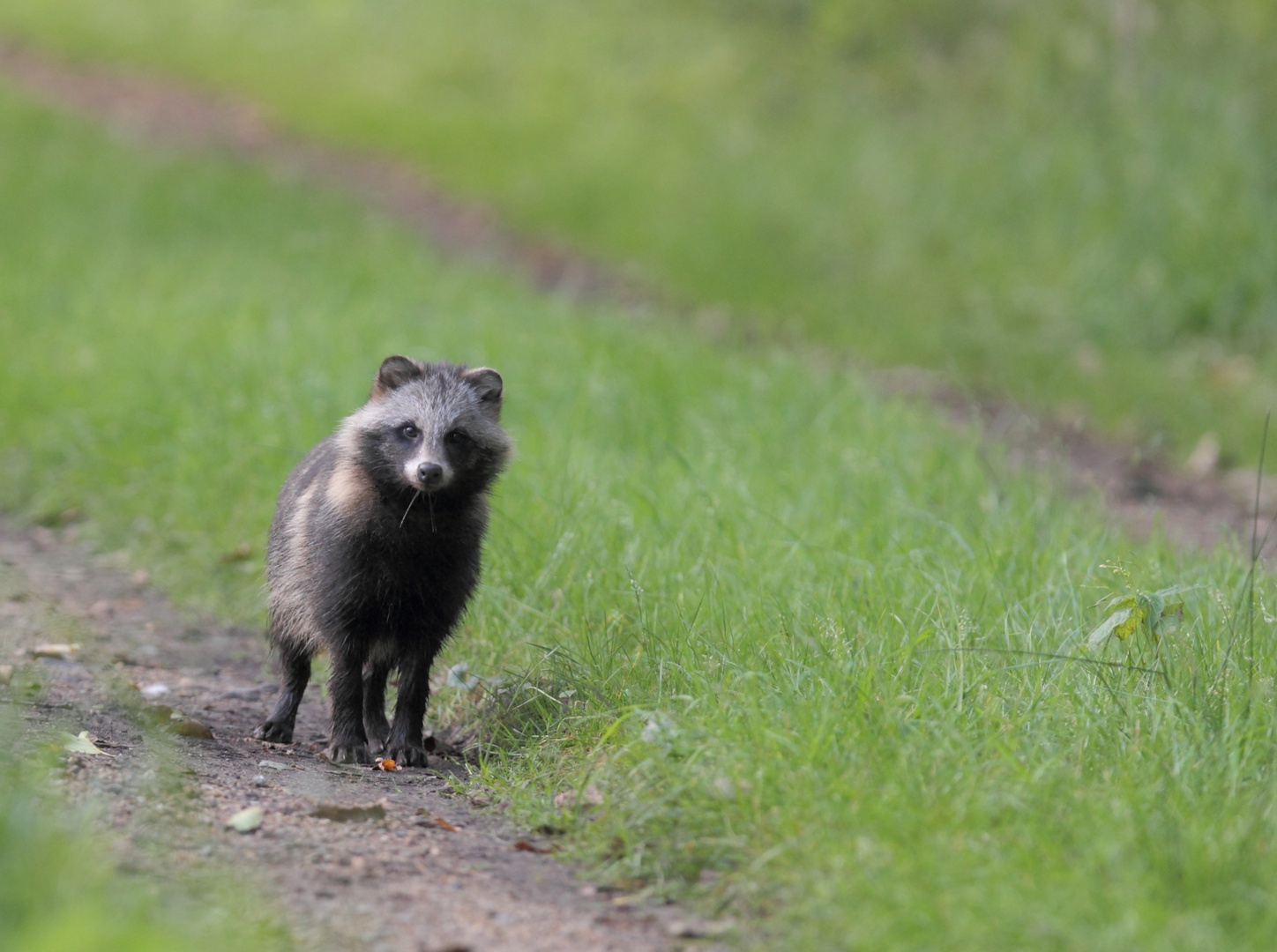 Enok Foto & Bild | natur, tiere, wildlife Bilder auf fotocommunity