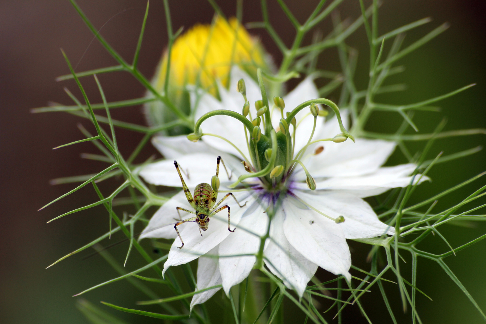 Ensifera photo et image | macro nature, macro insectes, sauterelle ...