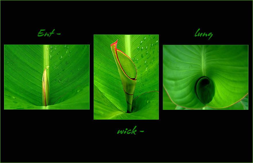 Ent - wick - lung Foto & Bild | archiv digitalphoto, 07 03: triptychon ...