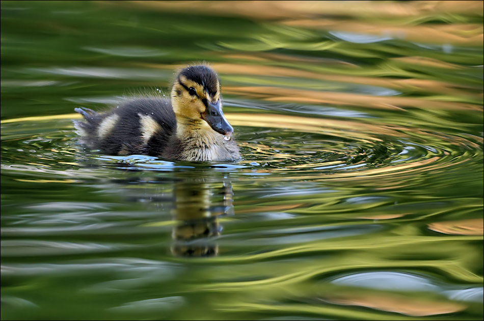 Entchen Foto & Bild | natur, vogel, tiere Bilder auf fotocommunity