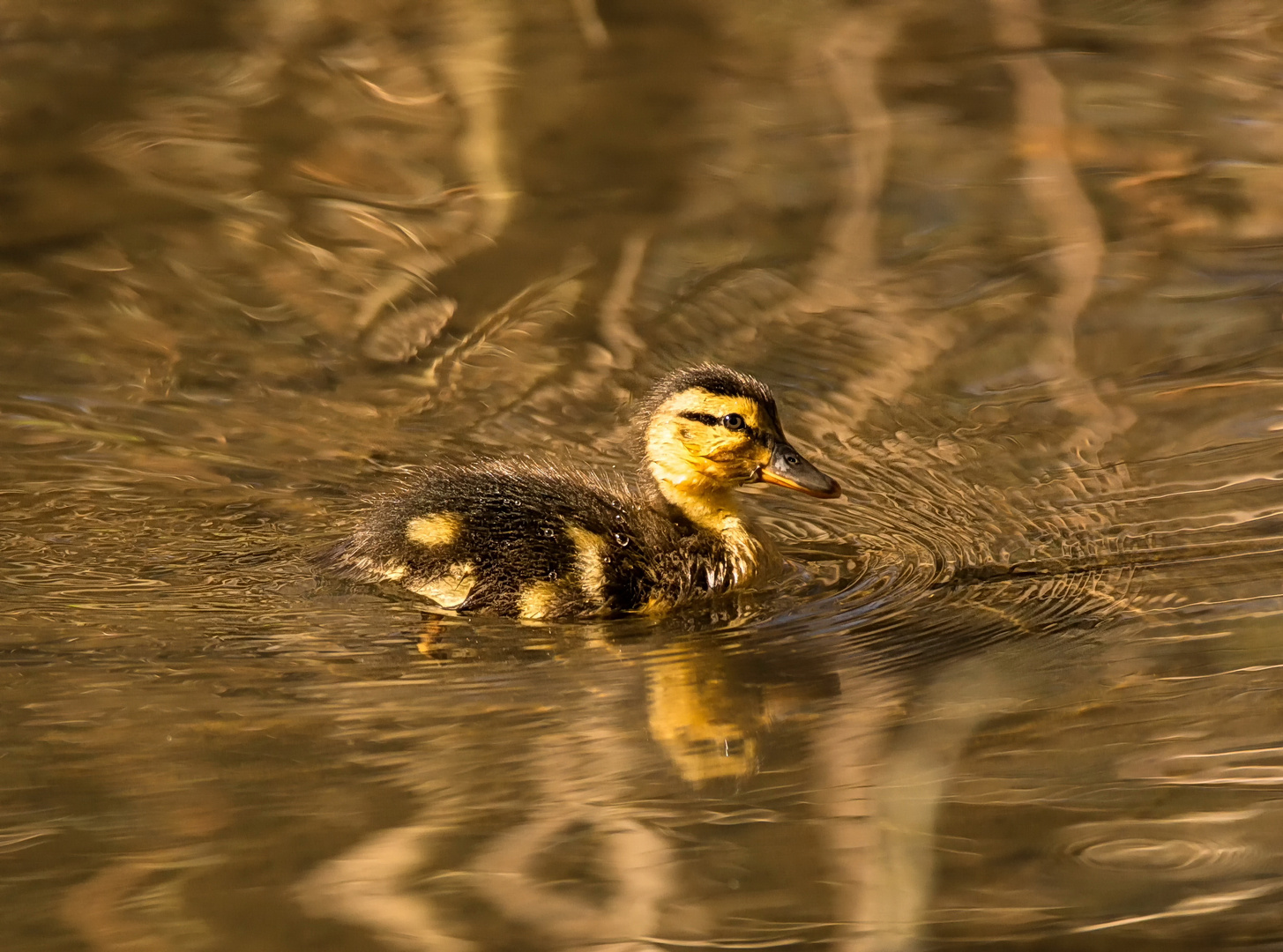 Entchen Foto & Bild | tiere, tierkinder, natur Bilder auf fotocommunity