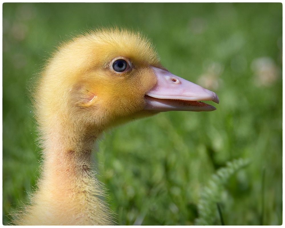 Entchen Foto & Bild | tiere, haustiere, nutztiere Bilder auf fotocommunity