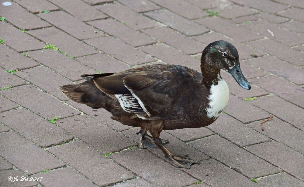 Ente Foto & Bild | tiere, haustiere, nutztiere Bilder auf fotocommunity