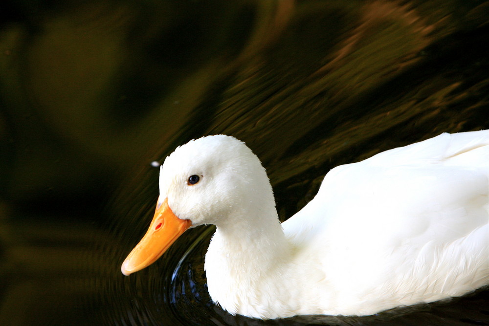 Ente 1 Foto & Bild | tiere, wildlife, wild lebende vögel Bilder auf ...