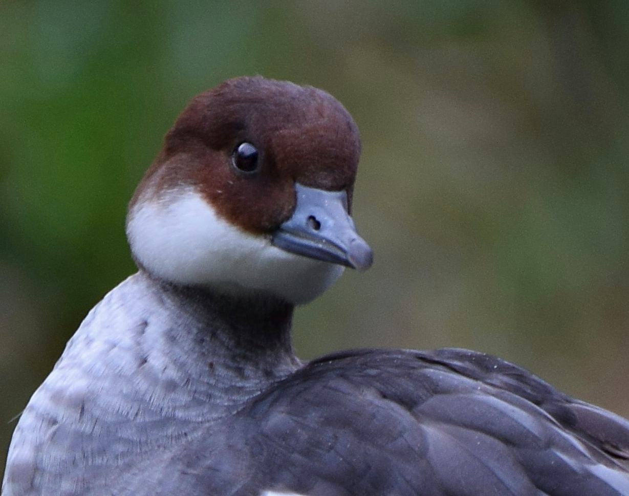 Ente Foto & Bild | zoo, tiere, vögel Bilder auf fotocommunity