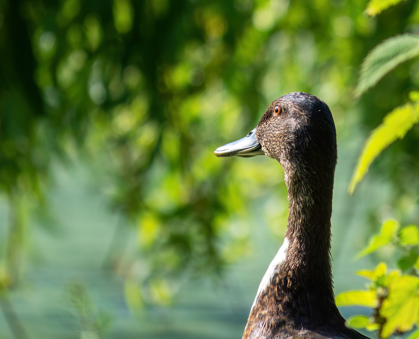 Ente Foto & Bild | tiere, wildlife, vogel Bilder auf fotocommunity