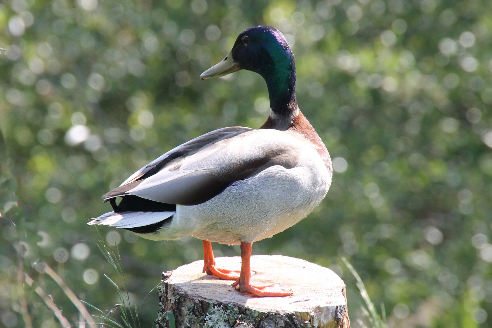 Ente 2 Foto & Bild | fotos, makro, bäume Bilder auf fotocommunity