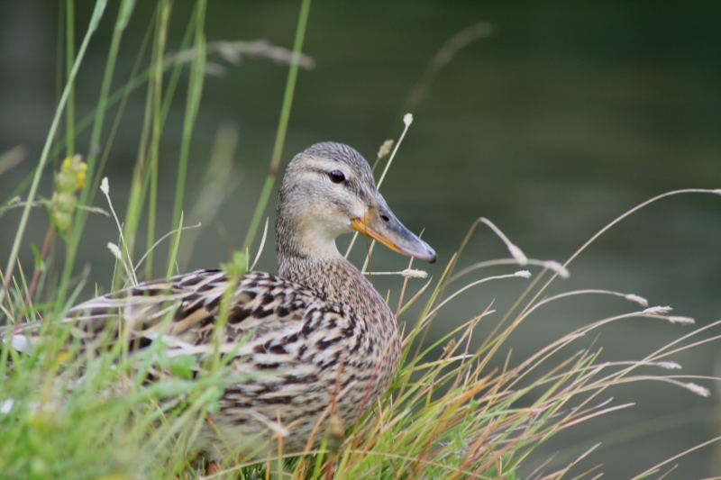 ENTE Foto & Bild | tiere, wildlife, wild lebende vögel Bilder auf ...