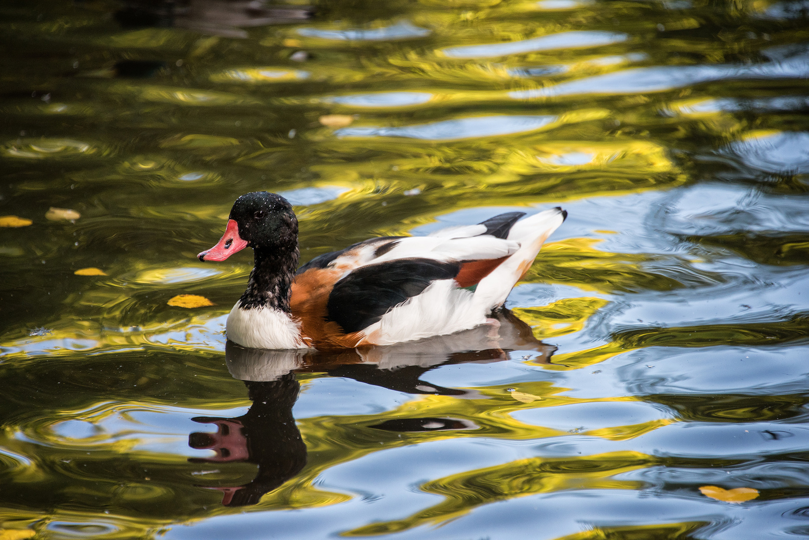 Ente Foto & Bild | tiere, zoo, wildpark & falknerei, jahreszeiten ...
