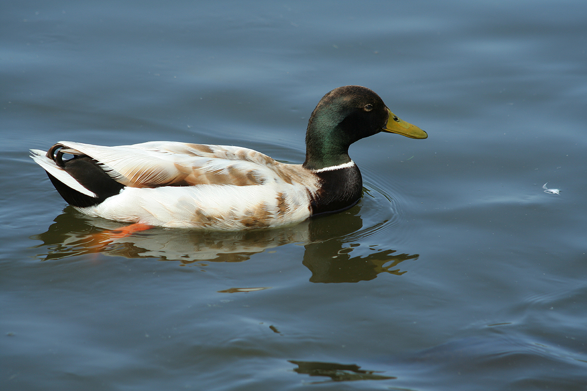Ente Foto & Bild | fotos, natur, tiere Bilder auf fotocommunity