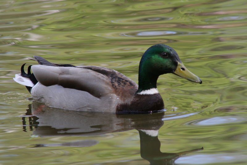 Ente Foto & Bild | tiere, wildlife, wild lebende vögel Bilder auf ...