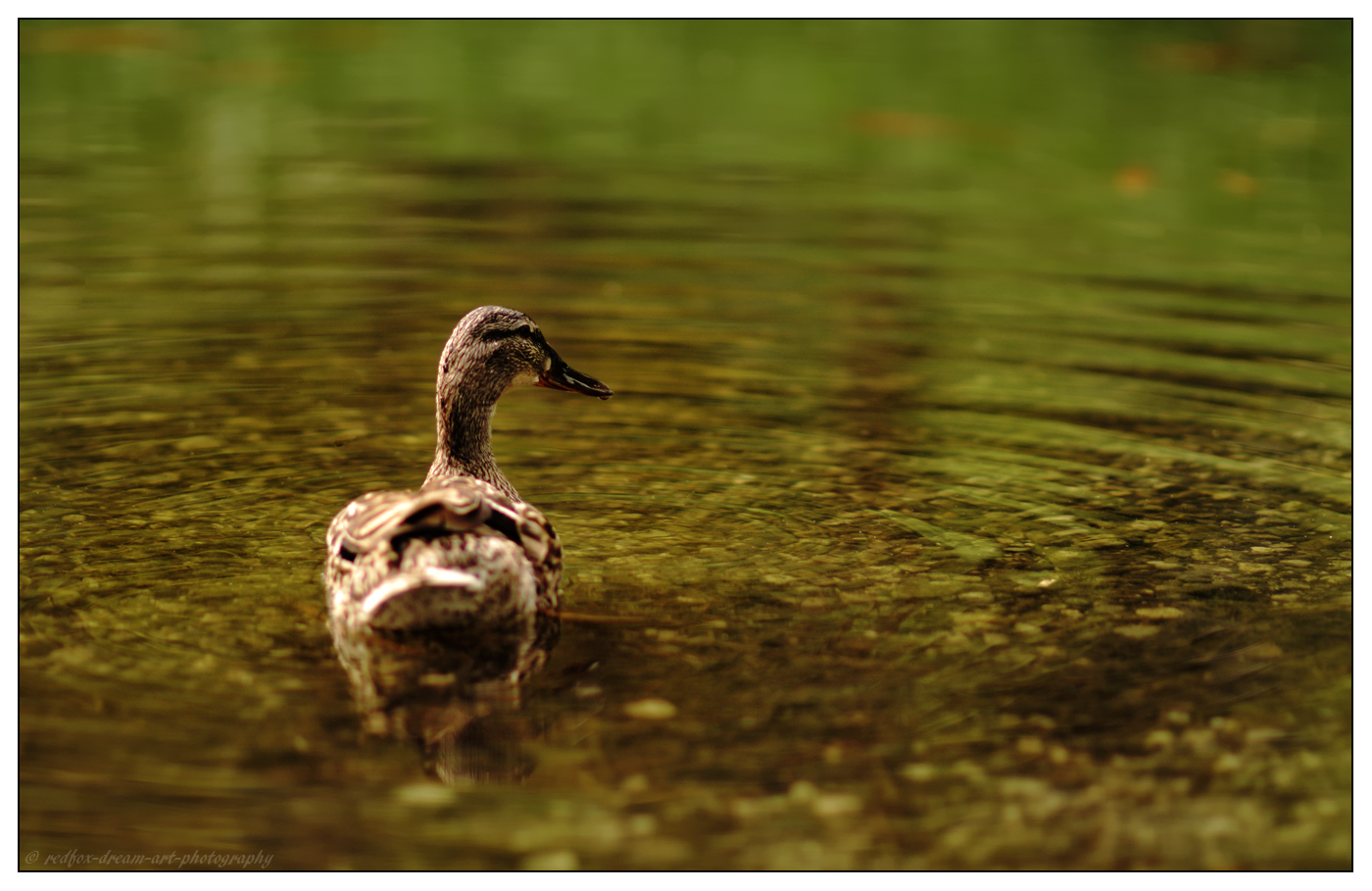 Ente Foto & Bild | tiere, zoo, wildpark & falknerei, vögel Bilder auf ...