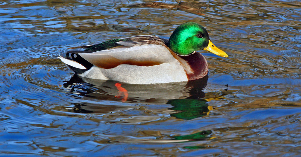 ente - Bild & Foto von Peter Kleebusch aus Farben der Welt - Fotografie ...