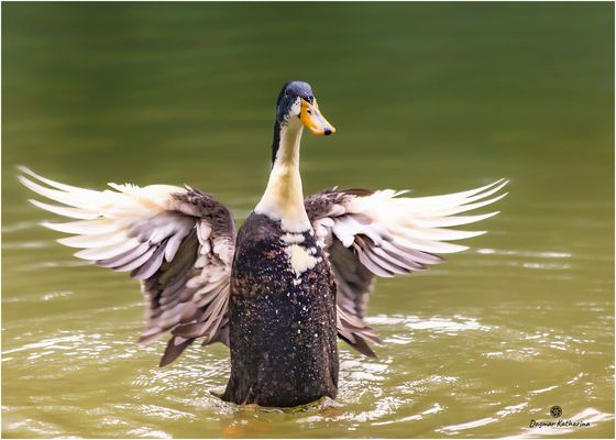 Enten, Gänse, Schwäne Bilder & Fotos