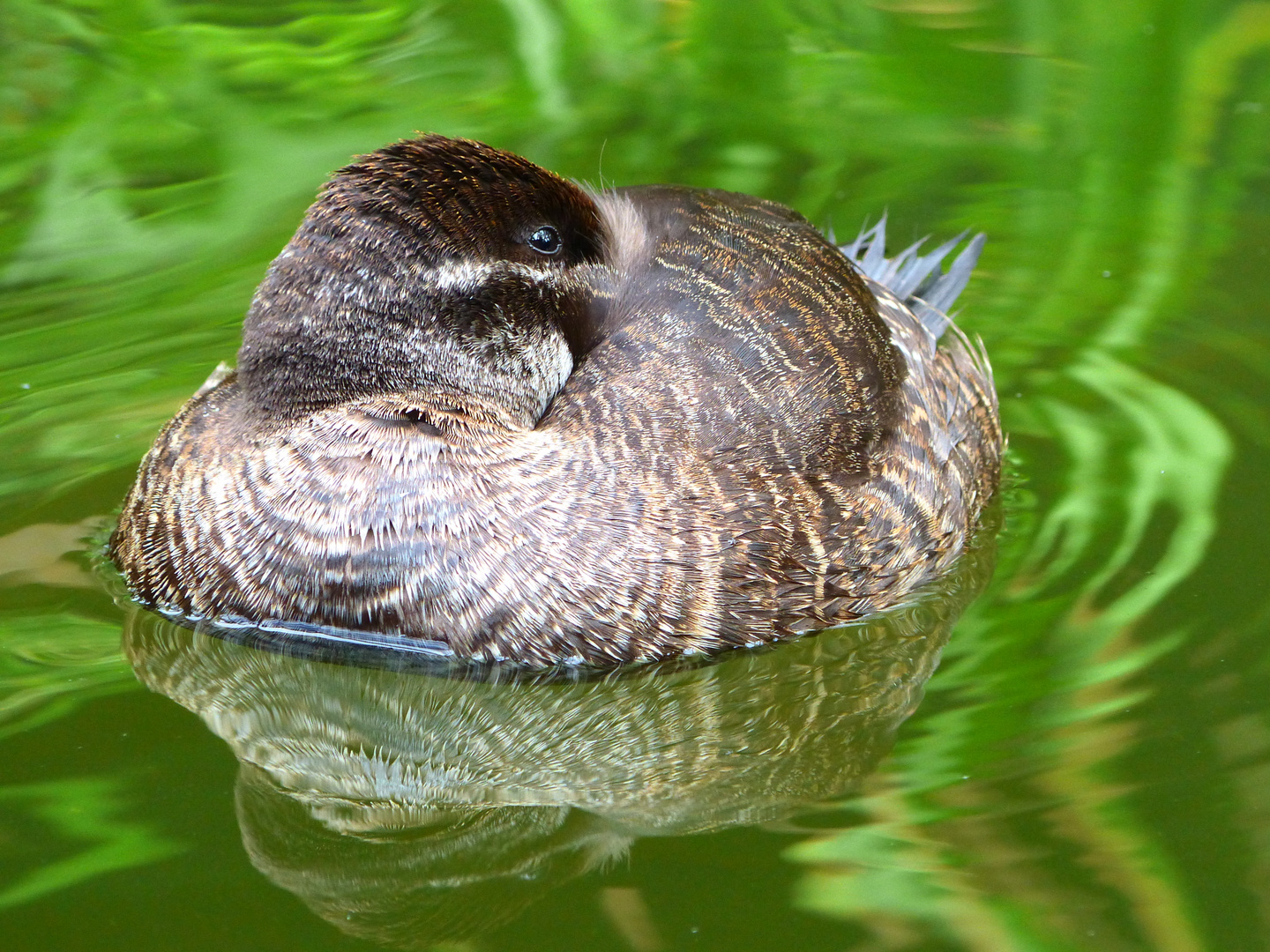 - ENTE - Foto & Bild | tiere, zoo, wildpark & falknerei, vögel Bilder ...