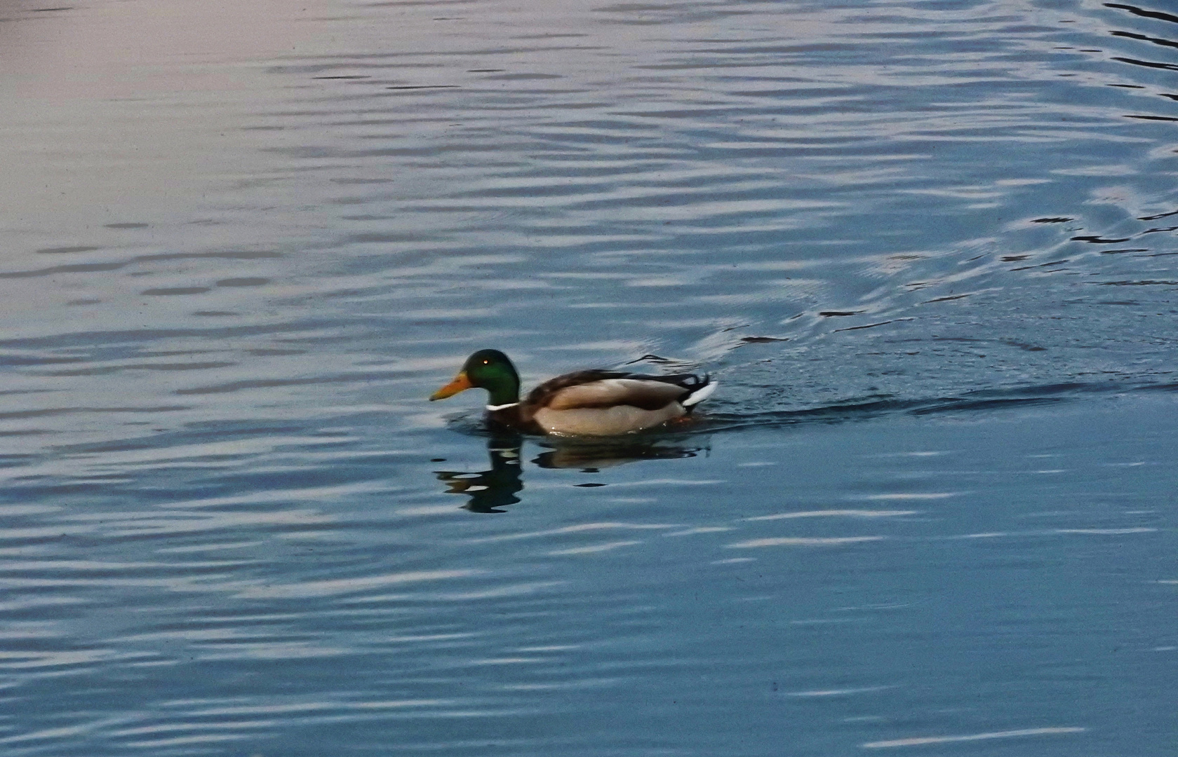 Ente Foto & Bild | tiere, wildlife, wild lebende vögel Bilder auf ...
