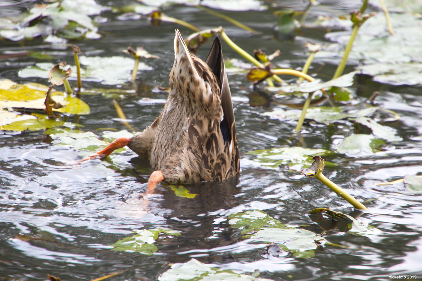 Ente Foto & Bild | tiere, tierdetails, natur Bilder auf fotocommunity