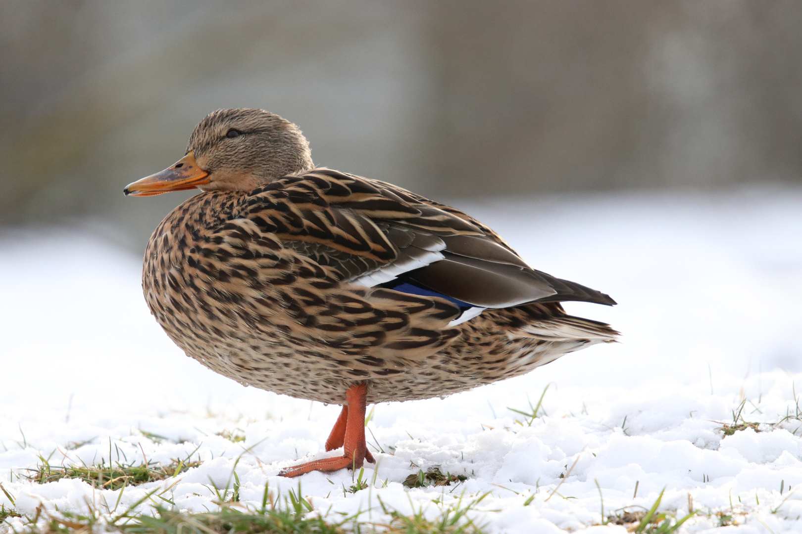 Ente Foto & Bild | winter, digiart, tiere Bilder auf fotocommunity