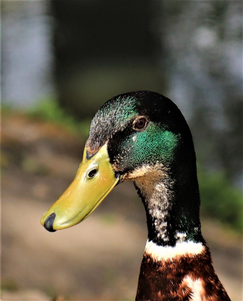 Ente Foto & Bild | tiere, ente, natur Bilder auf fotocommunity
