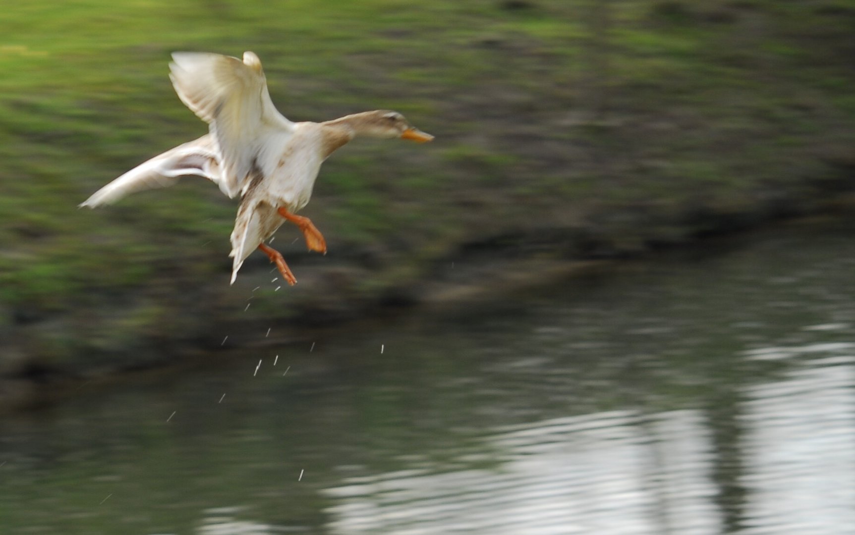 Ente ... Foto & Bild | tiere, wildlife, wild lebende vögel Bilder auf ...