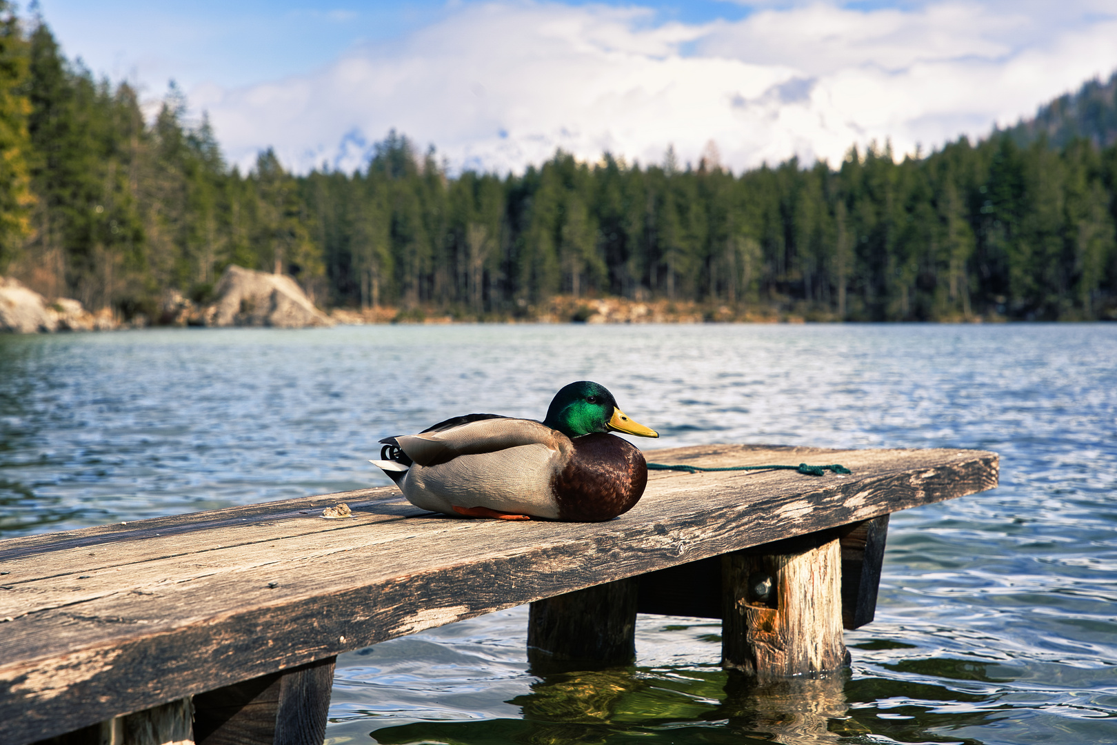 Ente Foto & Bild | tiere, landschaft, berge Bilder auf fotocommunity