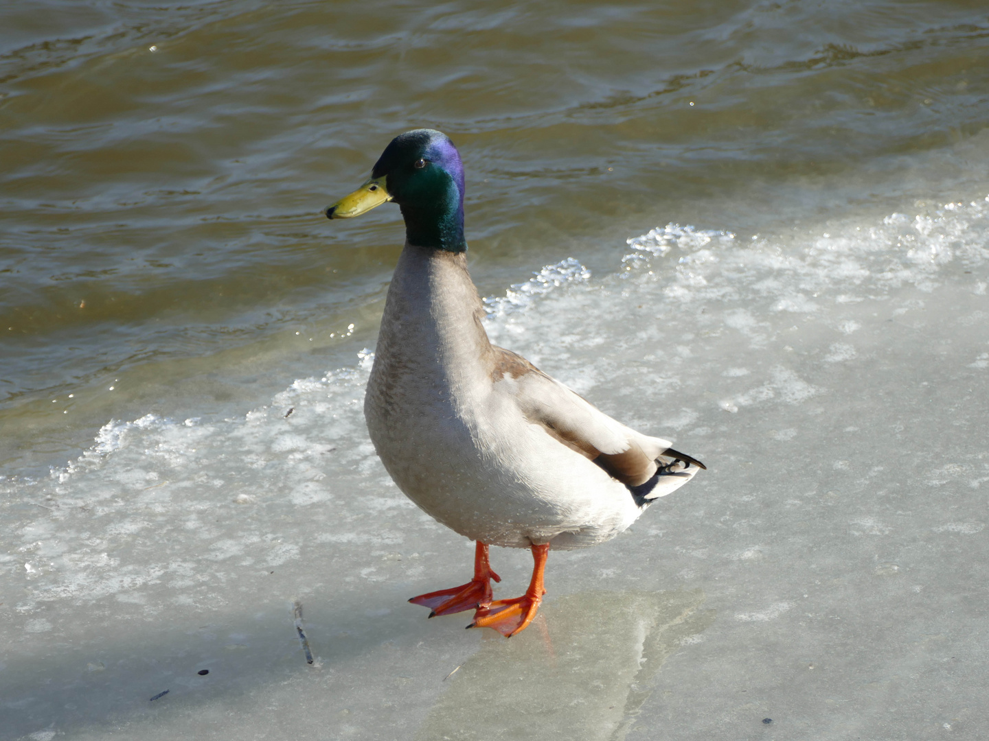 Ente auf Eis Foto & Bild | winter, eis, natur Bilder auf fotocommunity