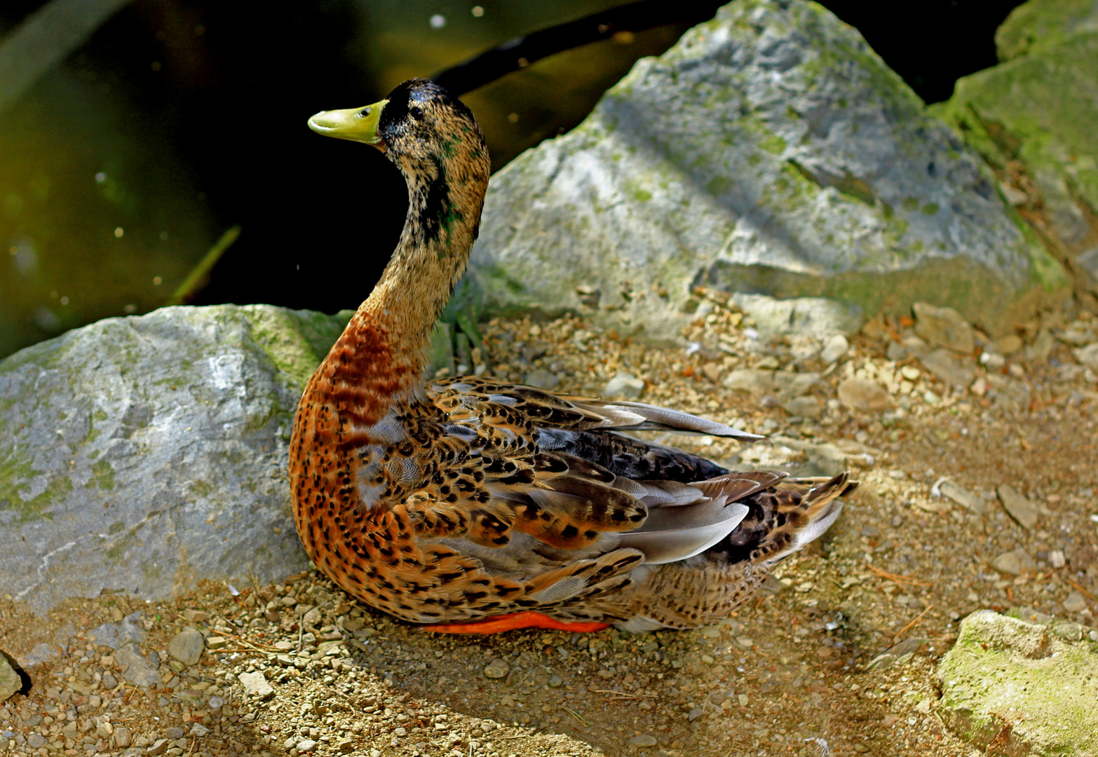 Ente Foto & Bild | tiere, zoo, wildpark & falknerei, vögel Bilder auf ...
