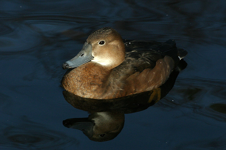 Ente Foto & Bild | tiere, wildlife, wild lebende vögel Bilder auf ...