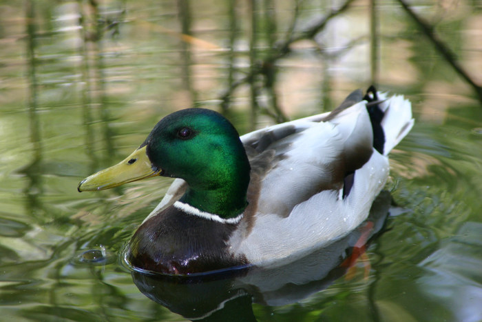 Ente Foto & Bild | natur, tiere, youth Bilder auf fotocommunity