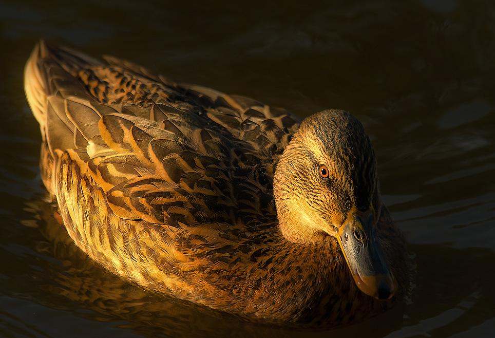 Ente Foto & Bild | tiere, wildlife, wild lebende vögel Bilder auf ...