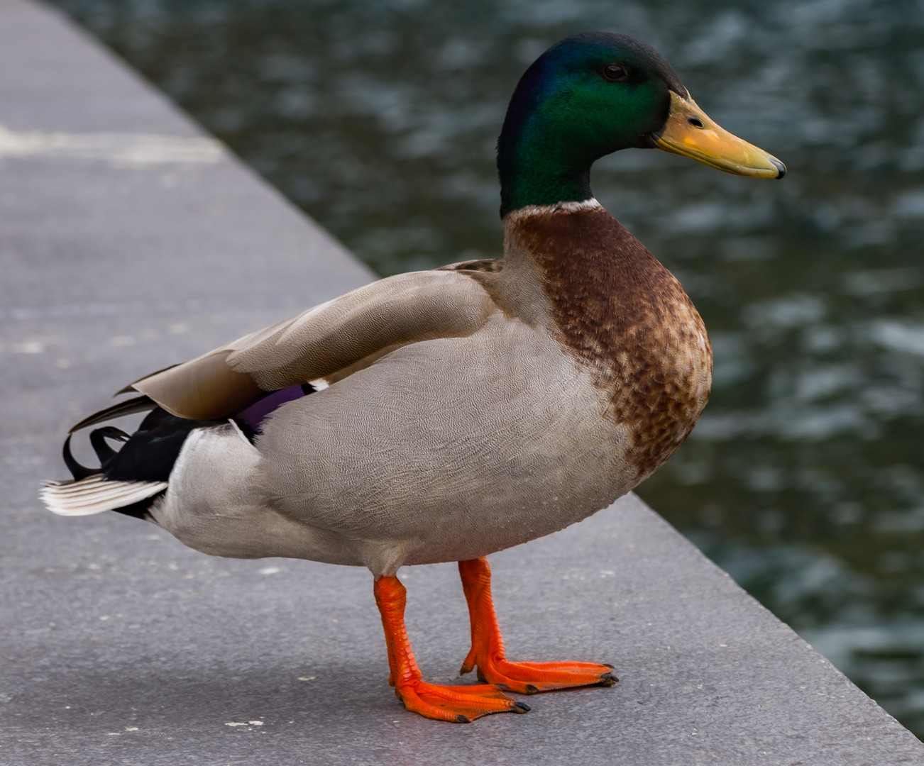 Ente Foto & Bild | tiere, wildlife, wild lebende vögel Bilder auf ...