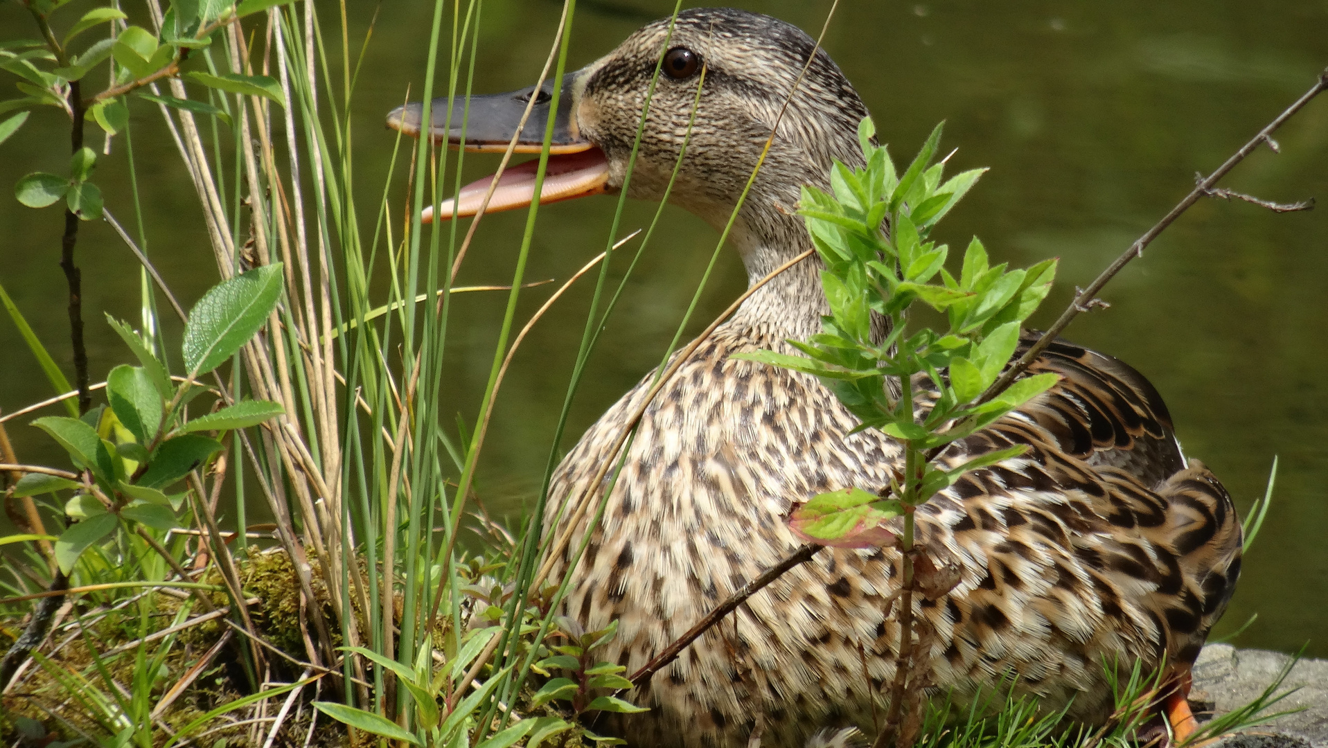 Ente II Foto & Bild | tiere, sommer, outdoor Bilder auf fotocommunity