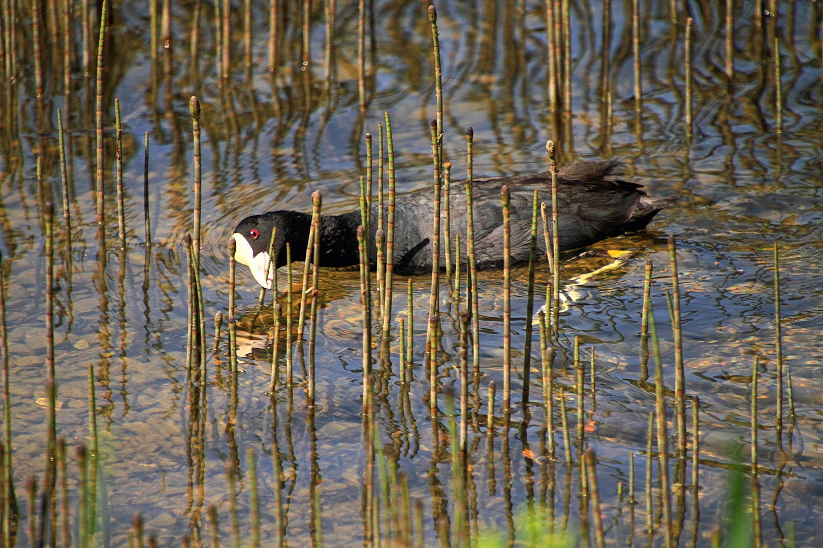 ...Ente im Baumarkt.... Foto & Bild | schilf, teich, natur Bilder auf ...