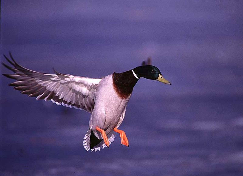 Ente im Flug Foto & Bild | tiere, wildlife, wild lebende vögel Bilder ...