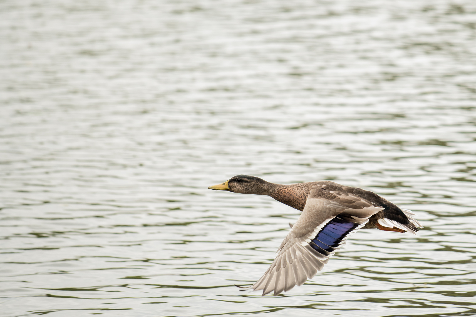 Ente im Flug Foto & Bild | natur, vogel, stockente Bilder auf fotocommunity