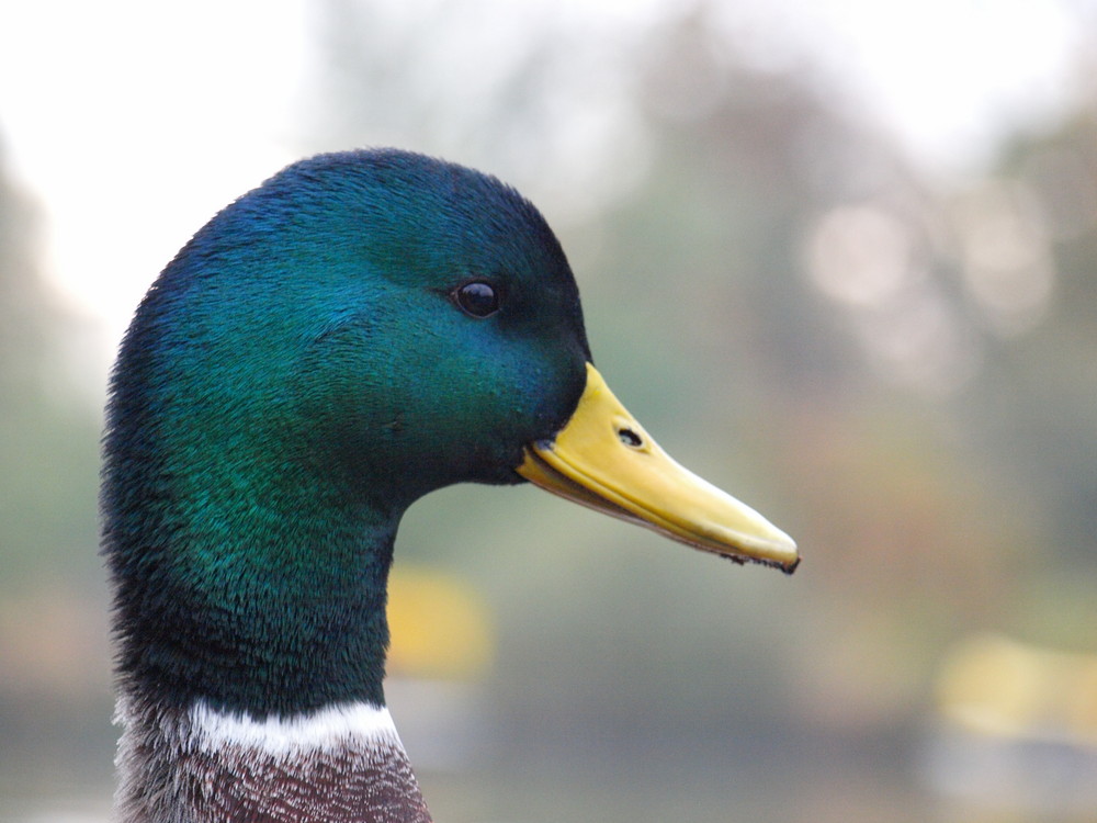 Ente im Profil Foto & Bild | tiere, zoo, wildpark & falknerei, vögel ...