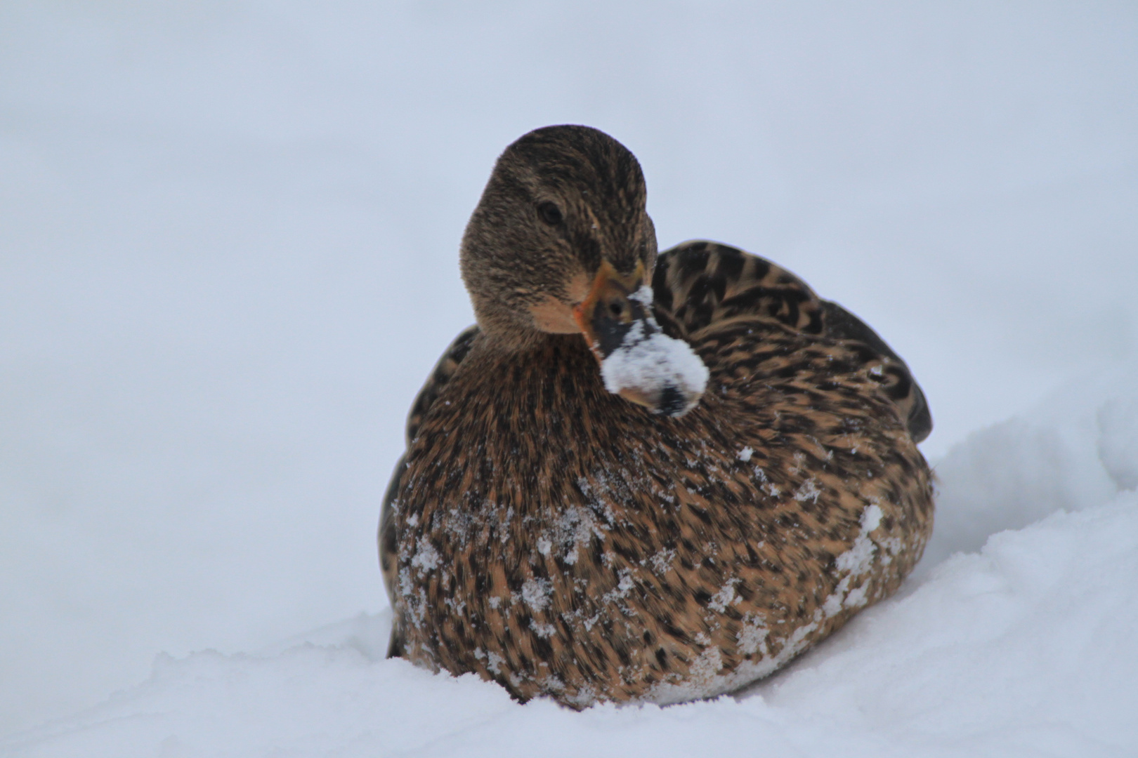 Ente im Schnee Foto & Bild | tiere, schnee, ente Bilder auf fotocommunity