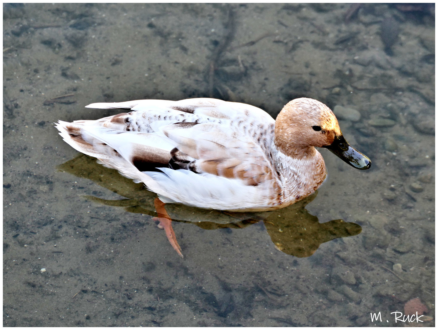 Ente im Wasser des Main Foto & Bild | tiere, wildlife, natur Bilder auf ...